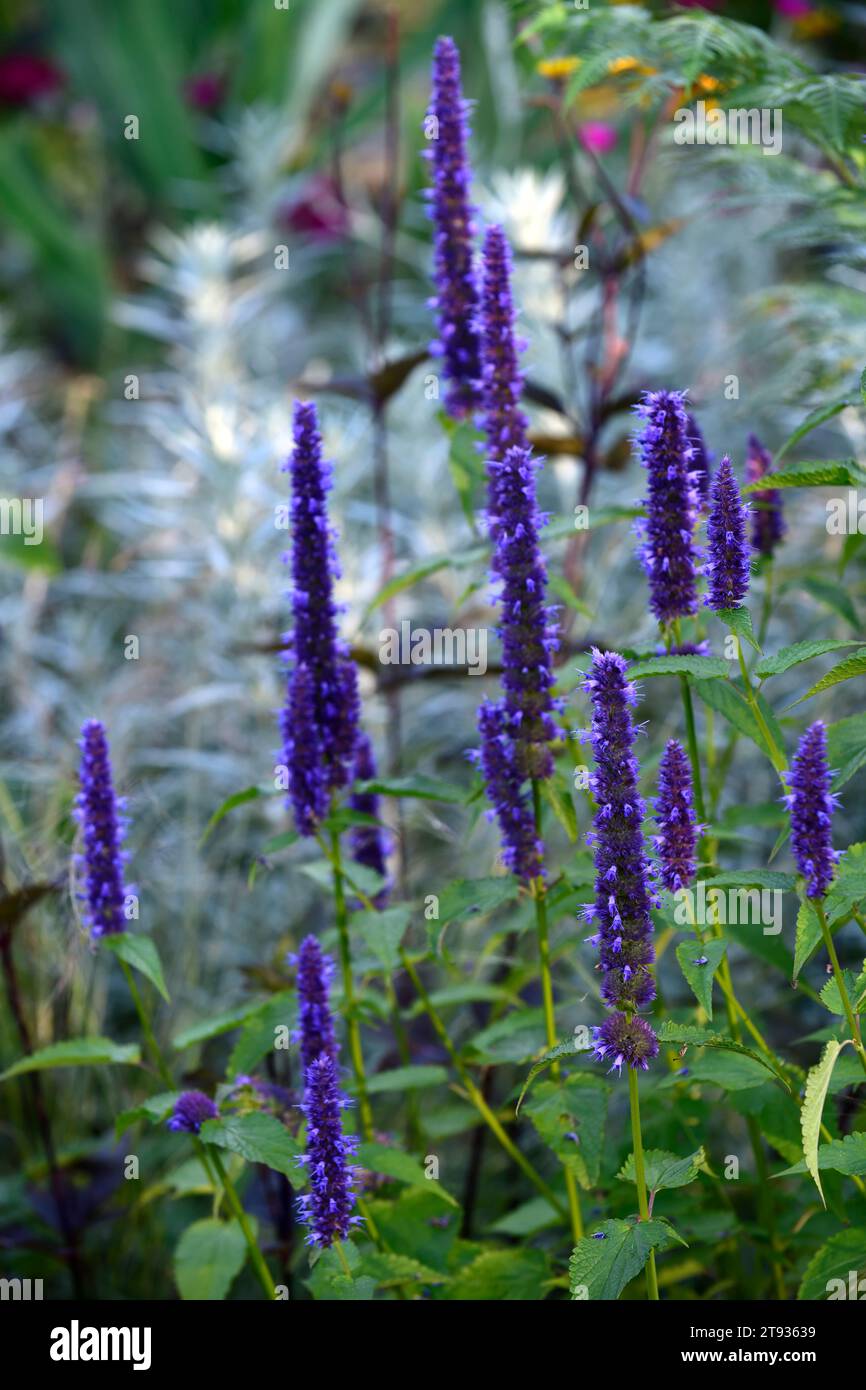 agastache black adder, agastache in border, borders,perennial planting ...