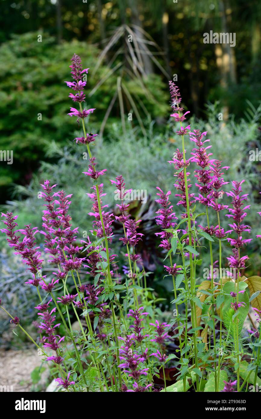 agastache mexicana sangria,Mexican Giant Hyssop,agastache in border ...