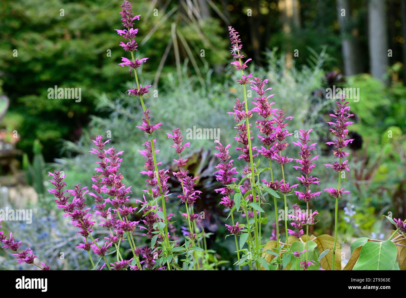agastache mexicana sangria,Mexican Giant Hyssop,agastache in border ...