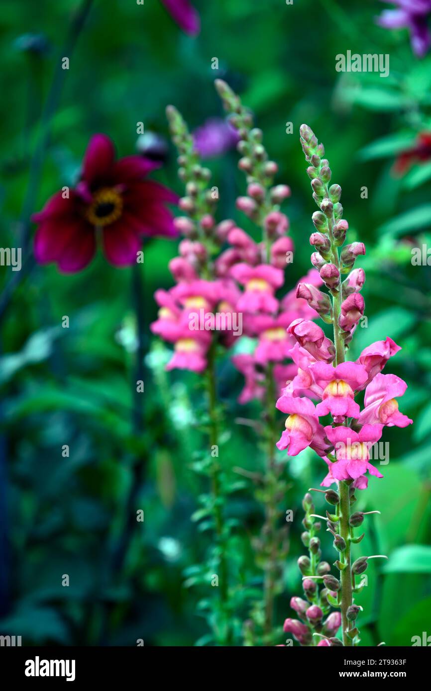 antirrhinum overture pink,snapdragon,snapdragons,pink flowers,blooms ...
