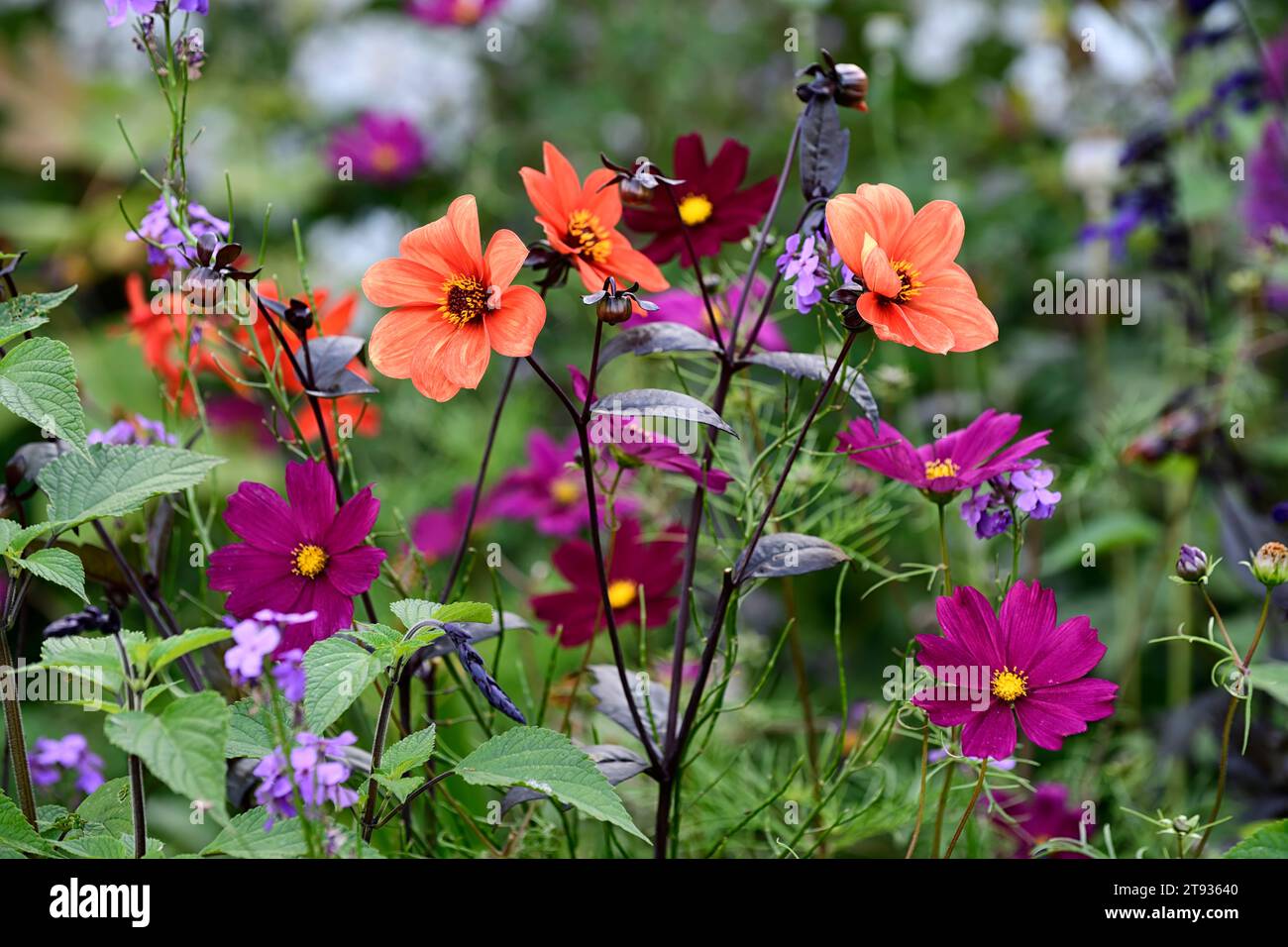 cosmos dazzler and orange dahlia,Cosmos bipinnatus dazzler,mixed bed ...