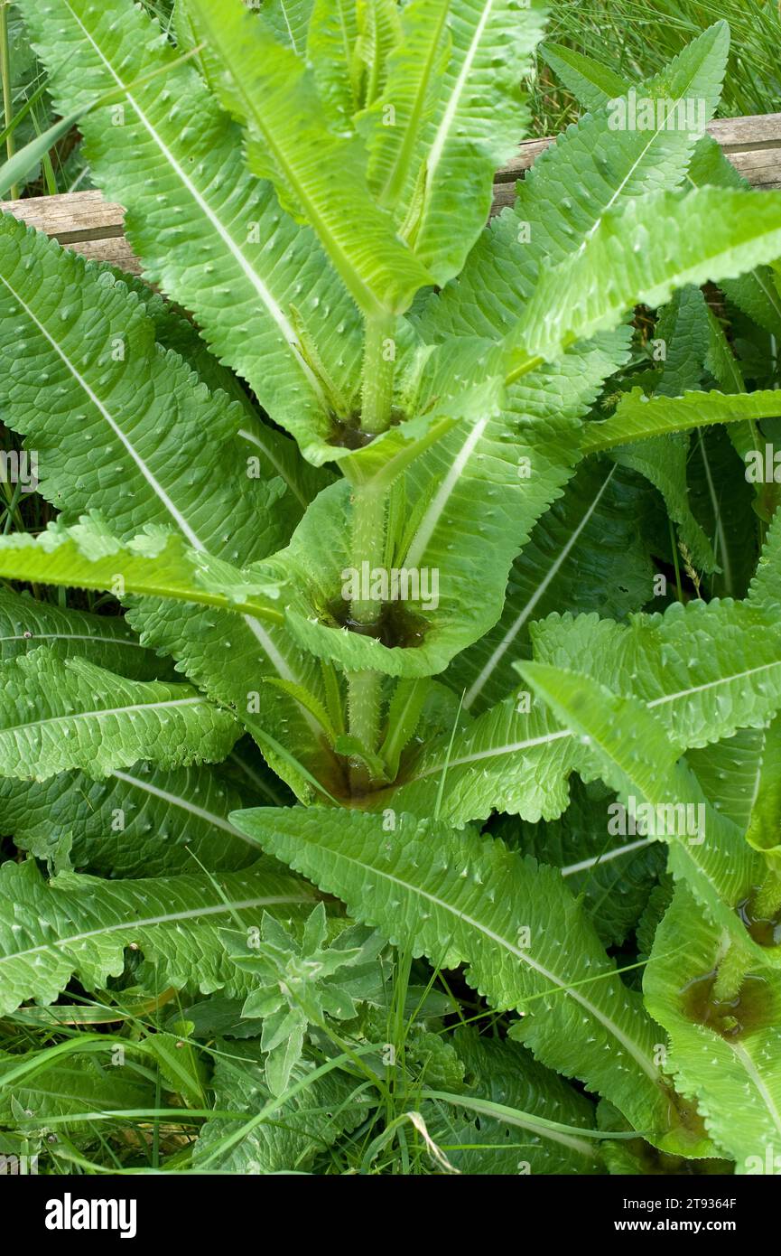 Sessile leaves hi-res stock photography and images - Alamy