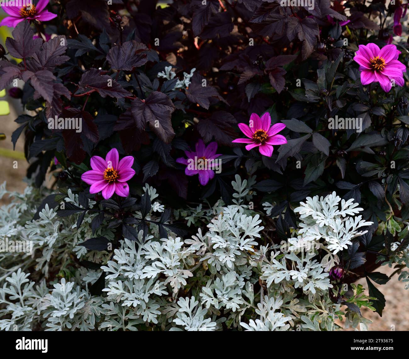 Artemisia stelleriana boughton star hi-res stock photography and images ...