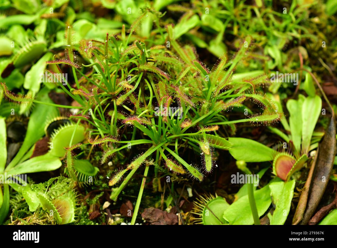 Cape sundew (Drosera capensis) carnivorous plant native to the Cape ...