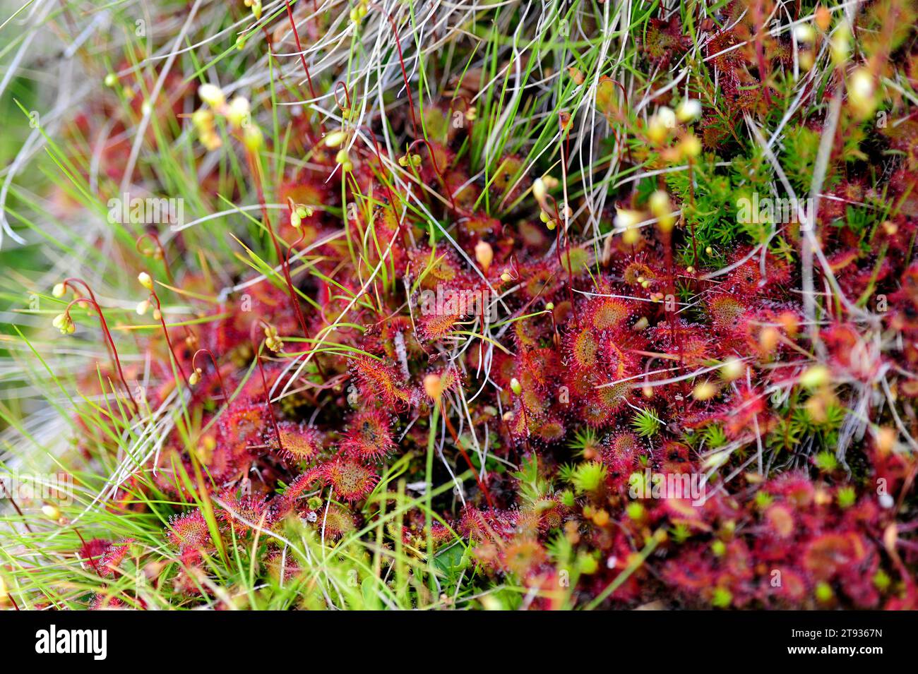 Common sundew or round-leaved sundew (Drosera rotundifolia) is a ...