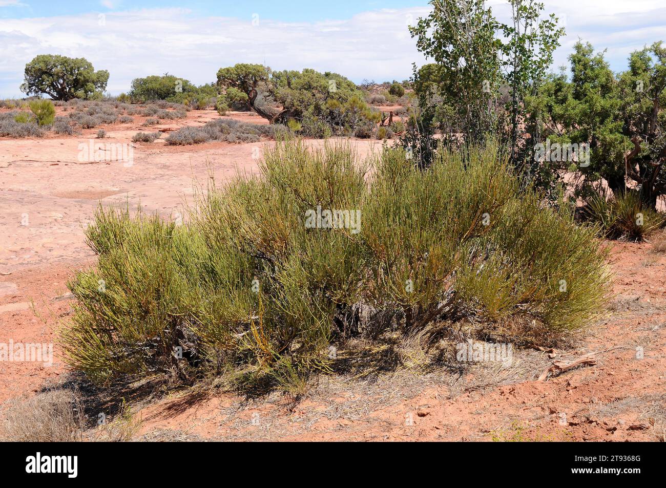 Non toxic shrub hi-res stock photography and images - Alamy