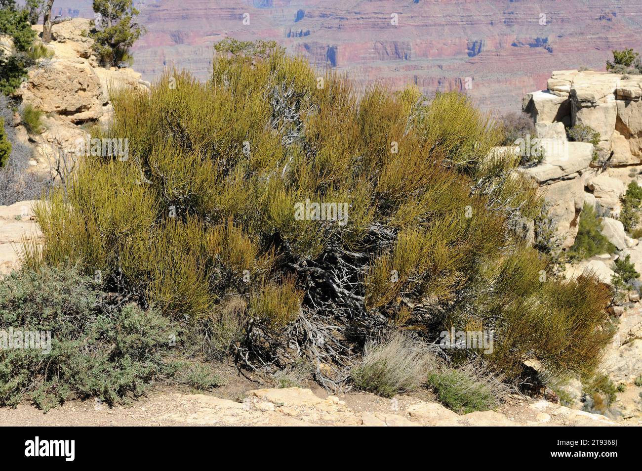 Mormon tea or green ephedra (Ephedra viridis) is a non toxic shrub ...