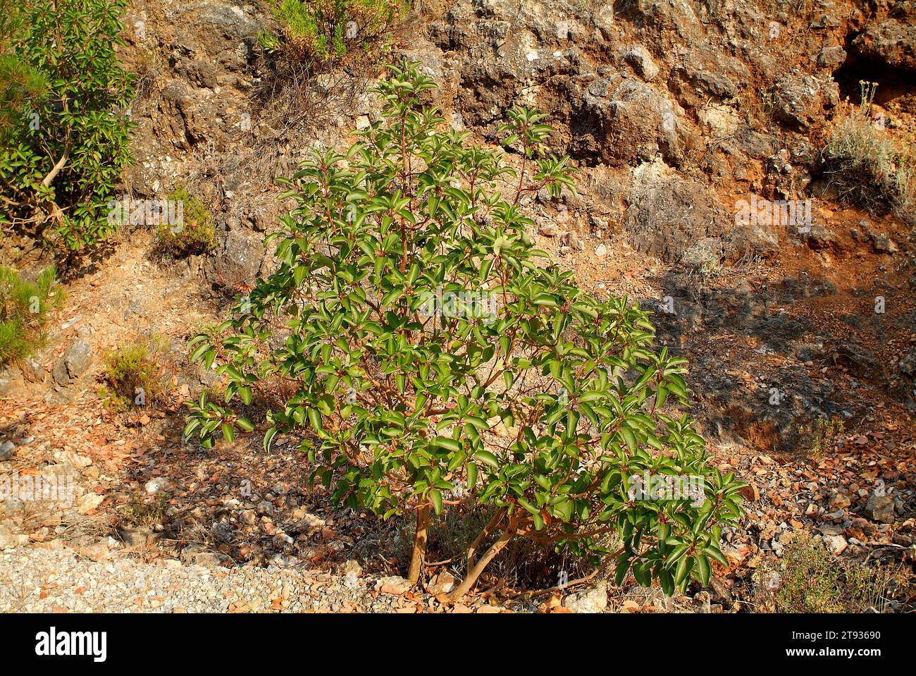 Greek strawberry tree (Arbutus andrachne) is a small tree native to ...