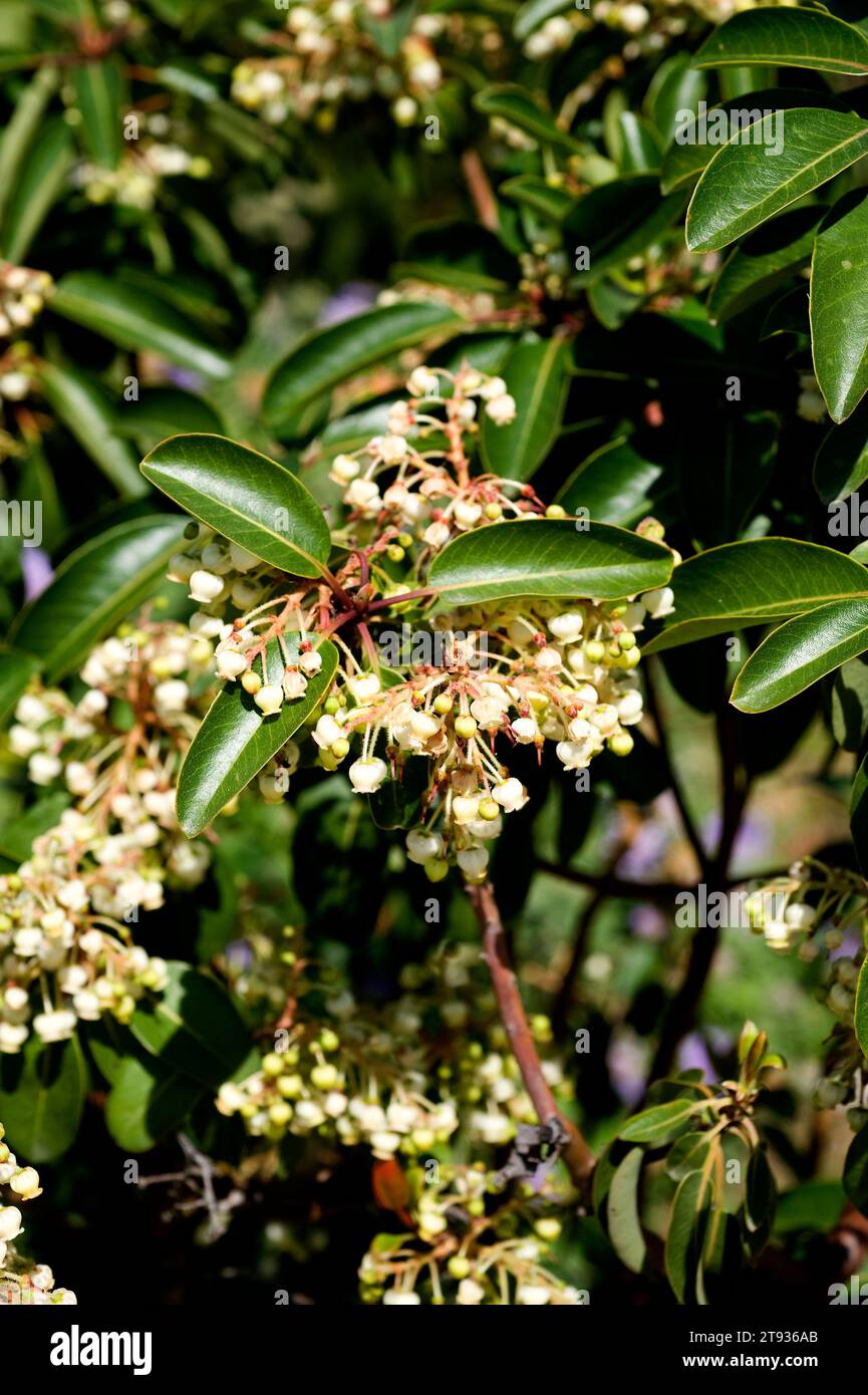 Greek strawberry tree (Arbutus andrachne) is a small tree native to ...