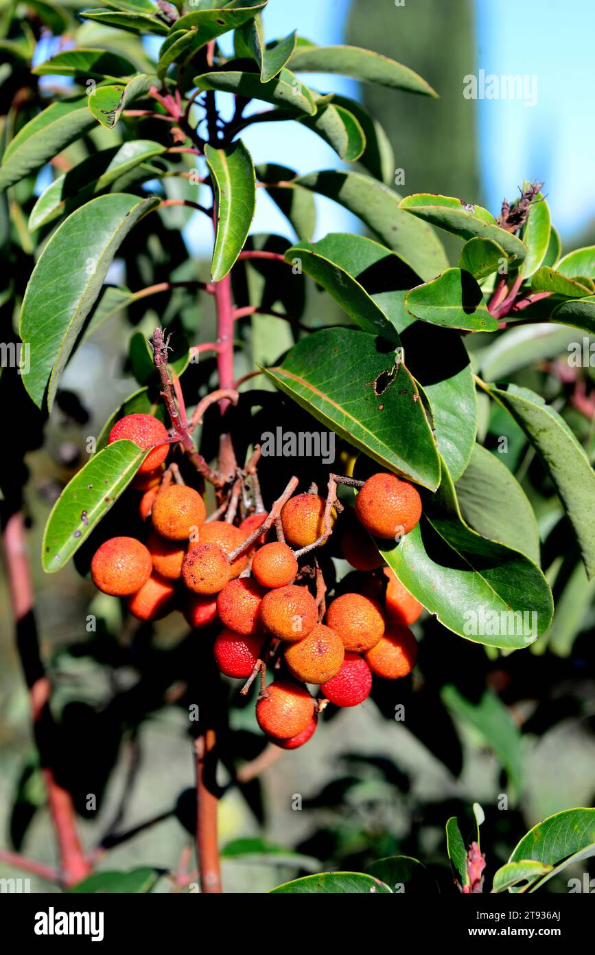Greek strawberry tree (Arbutus andrachne) is a small tree native to ...