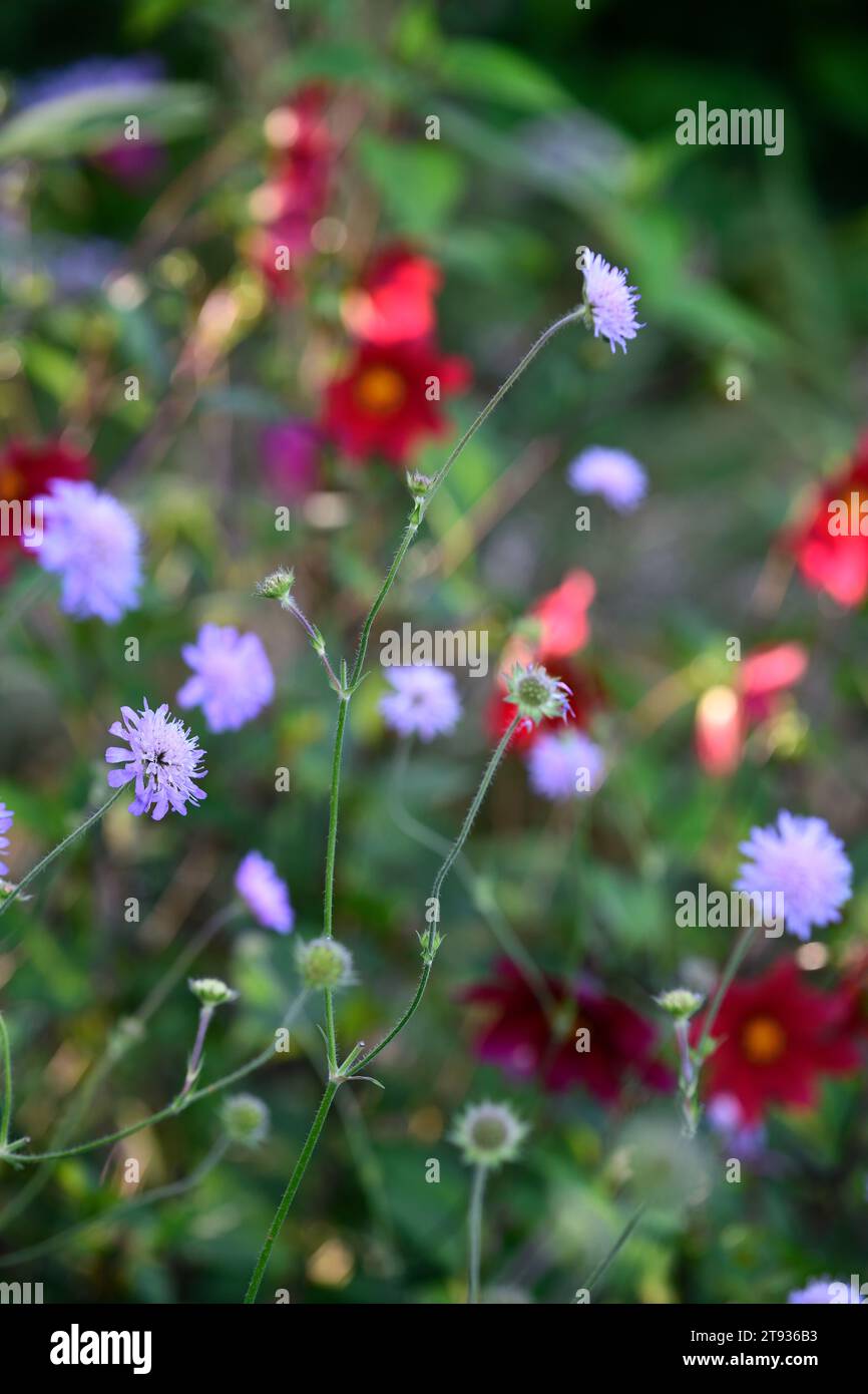 knautia arvensis, field scabious, scabiosa, purple flowers,mauve ...