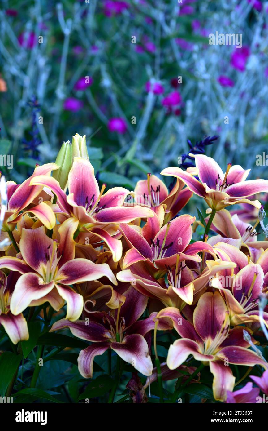 Lilum kaveri hi-res stock photography and images - Alamy