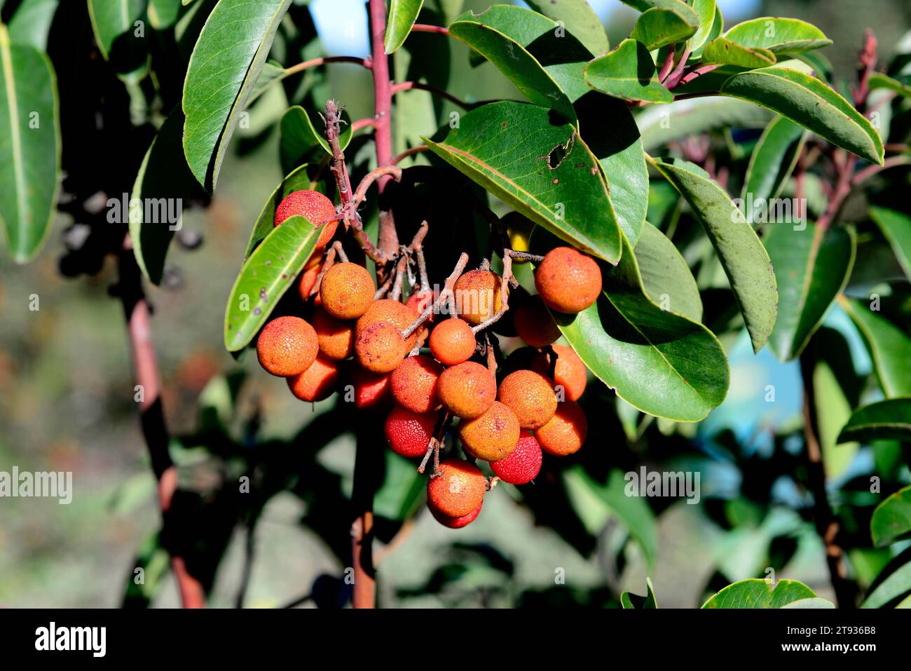 Greek strawberry tree (Arbutus andrachne) is a small tree native to ...
