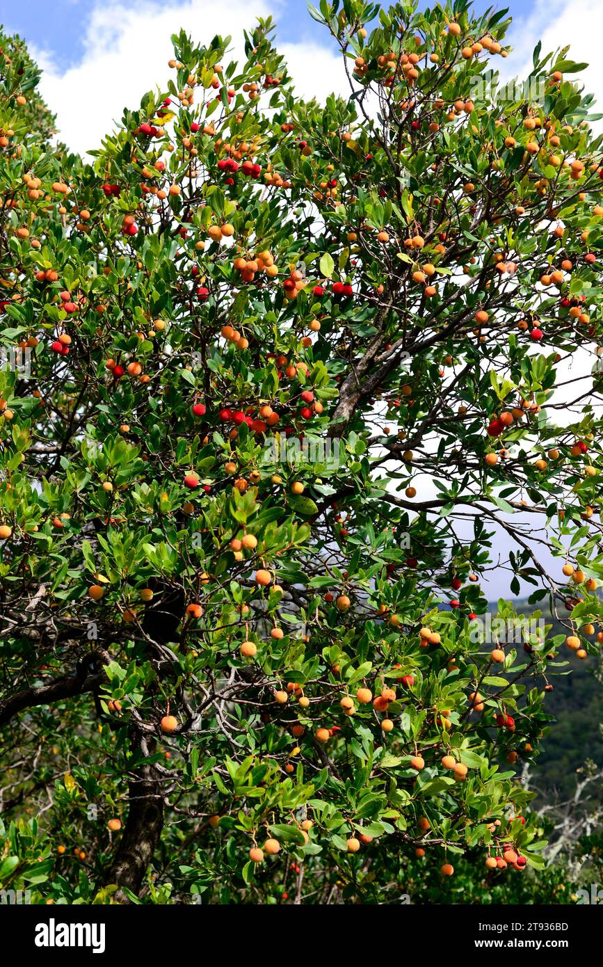 Strawberry tree (Arbutus unedo) is a shrub or small tree native to ...