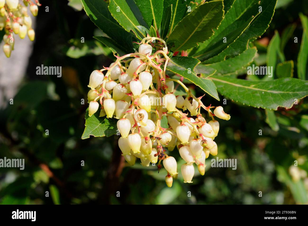 Strawberry tree (Arbutus unedo) is a shrub or small tree native to ...