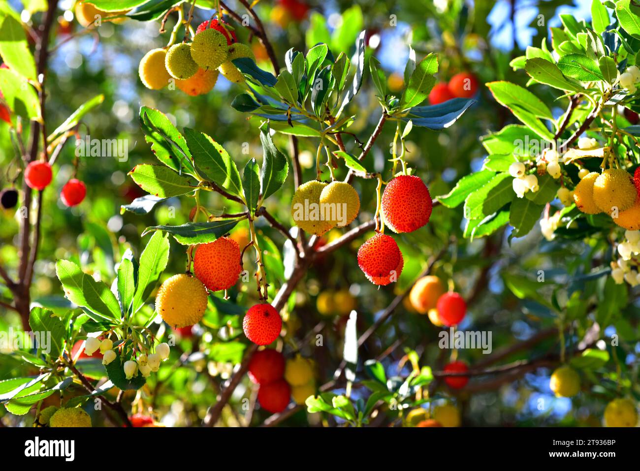 Strawberry tree (Arbutus unedo) is a shrub or small tree native to ...