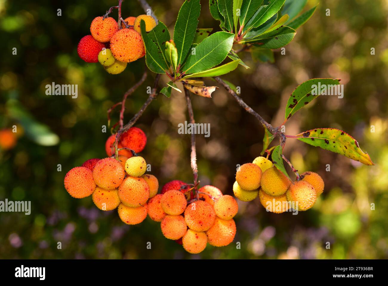 Strawberry tree (Arbutus unedo) is a shrub or small tree native to ...