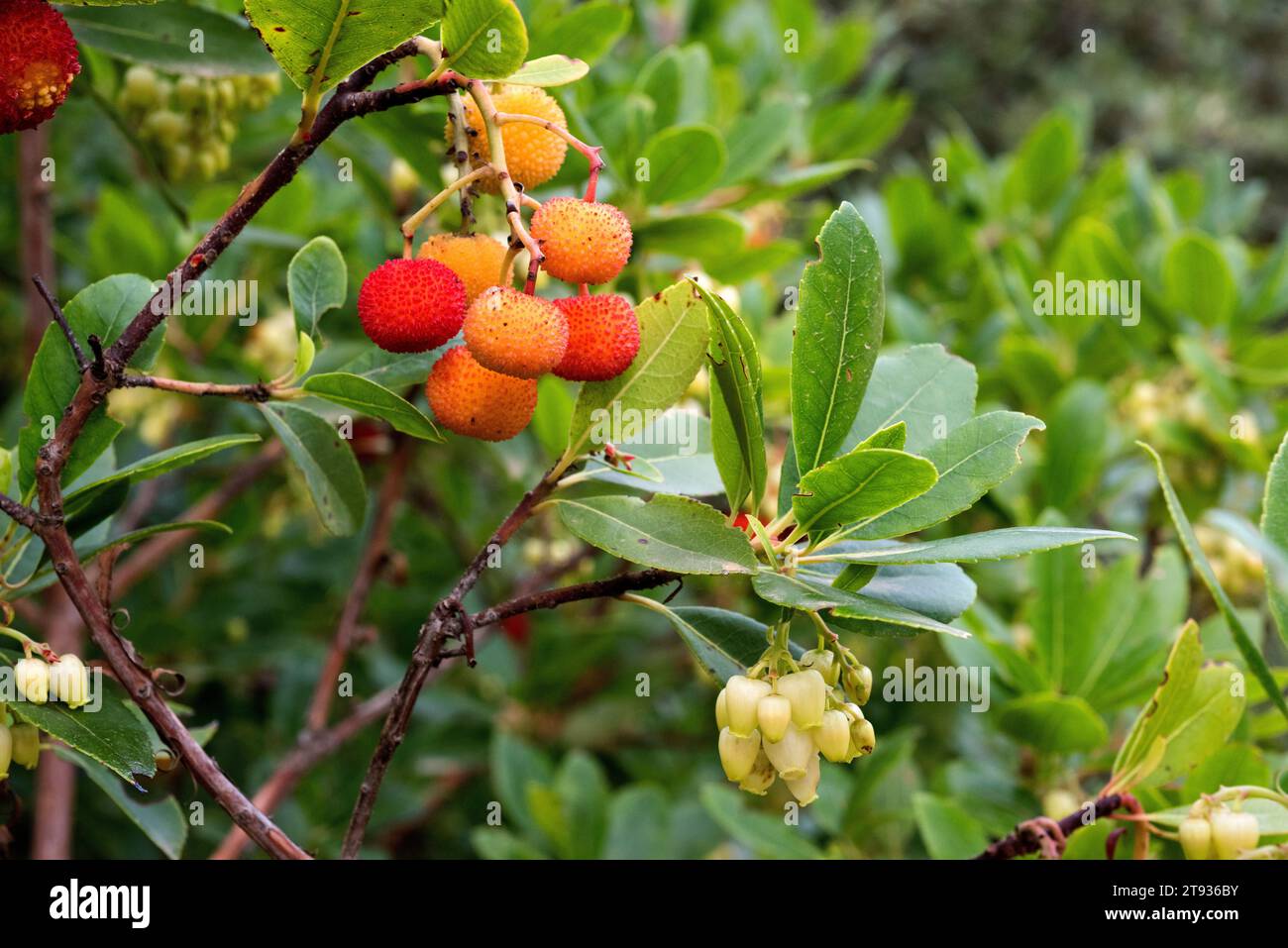 Strawberry tree (Arbutus unedo) is a shrub or small tree native to ...