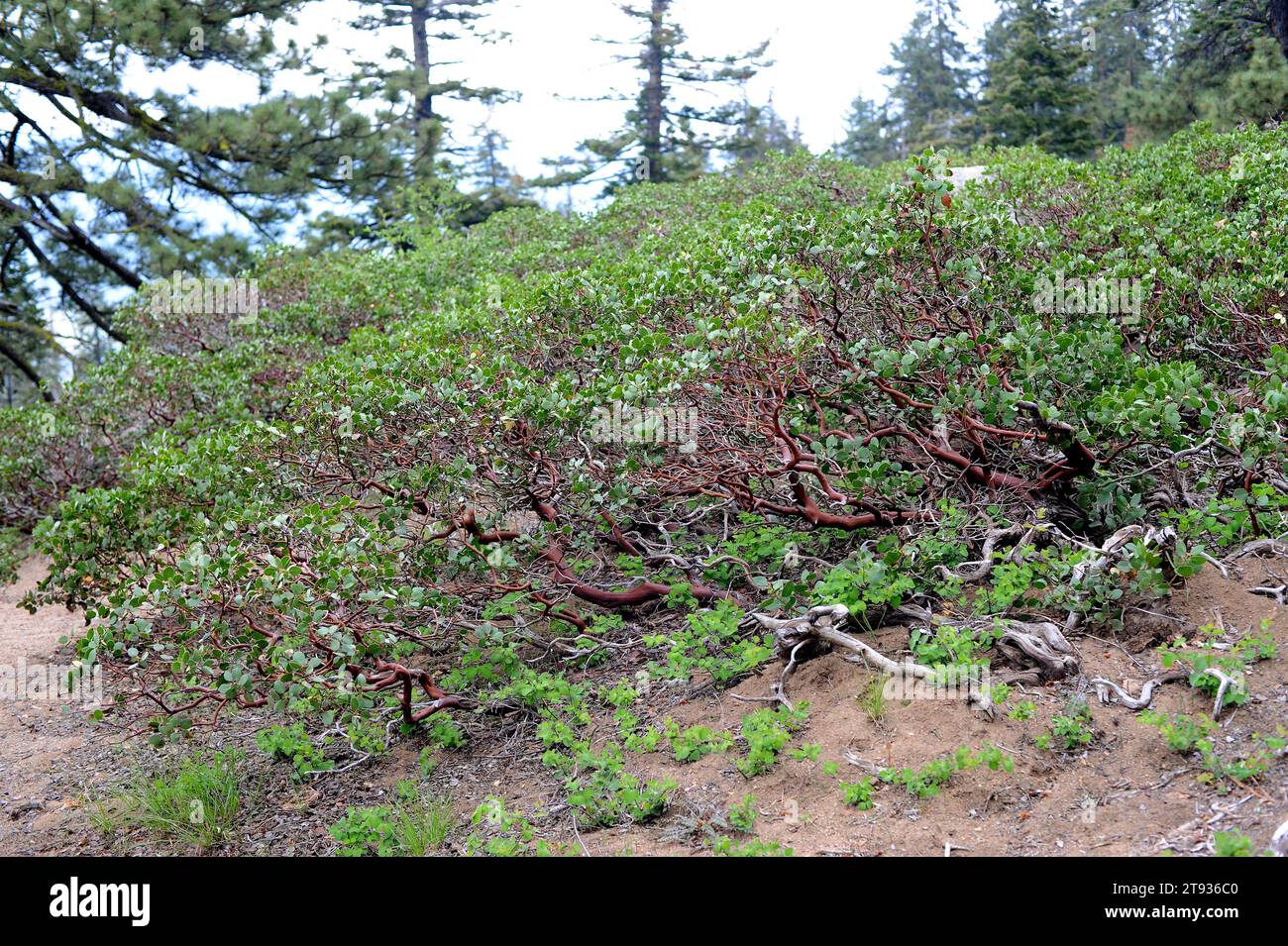 Common manzanita or whiteleaf manzanita (Arctostaphylos manzanita) is a ...