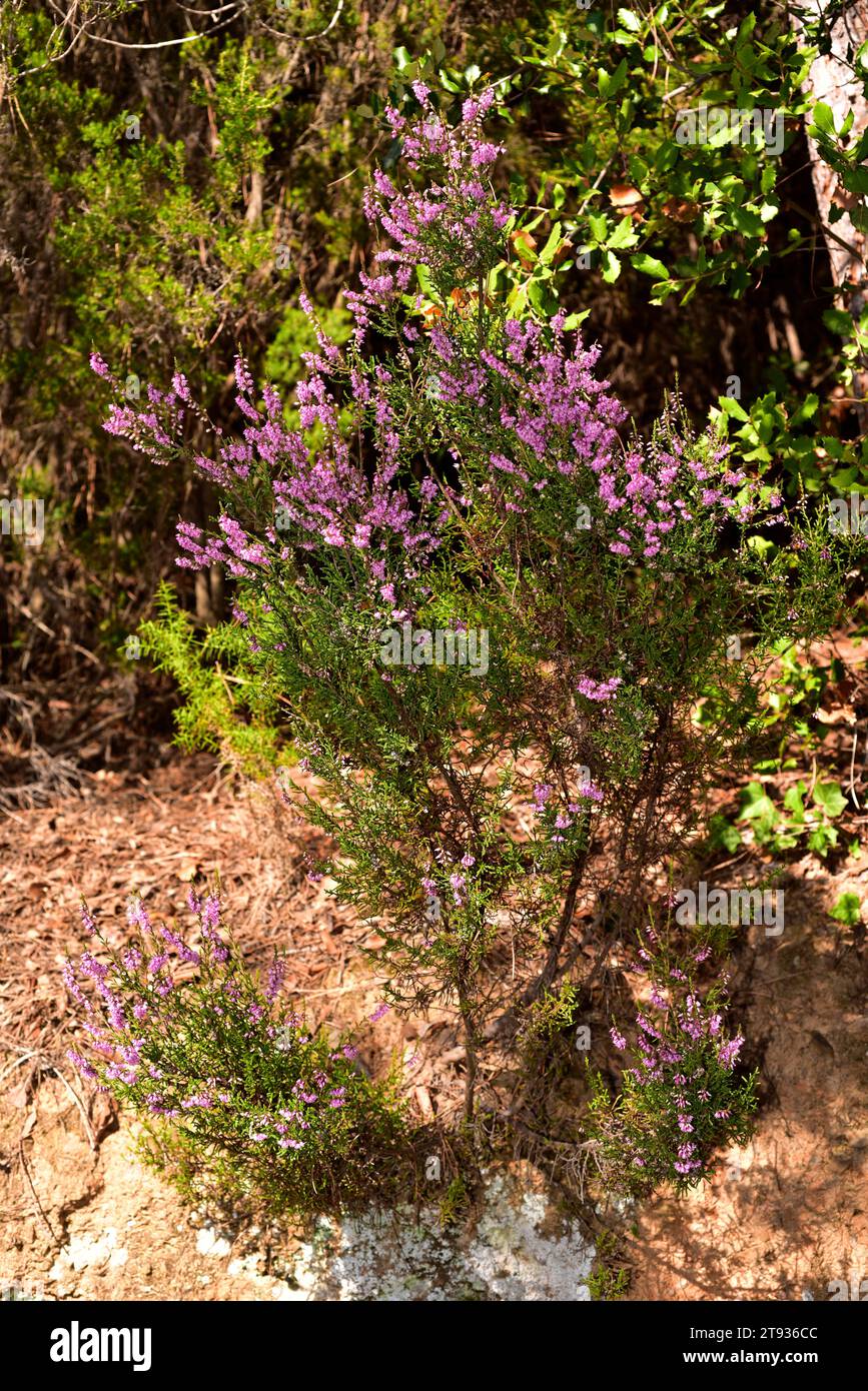 Common heather (Calluna vulgaris) is a shrub native to Europe, north ...