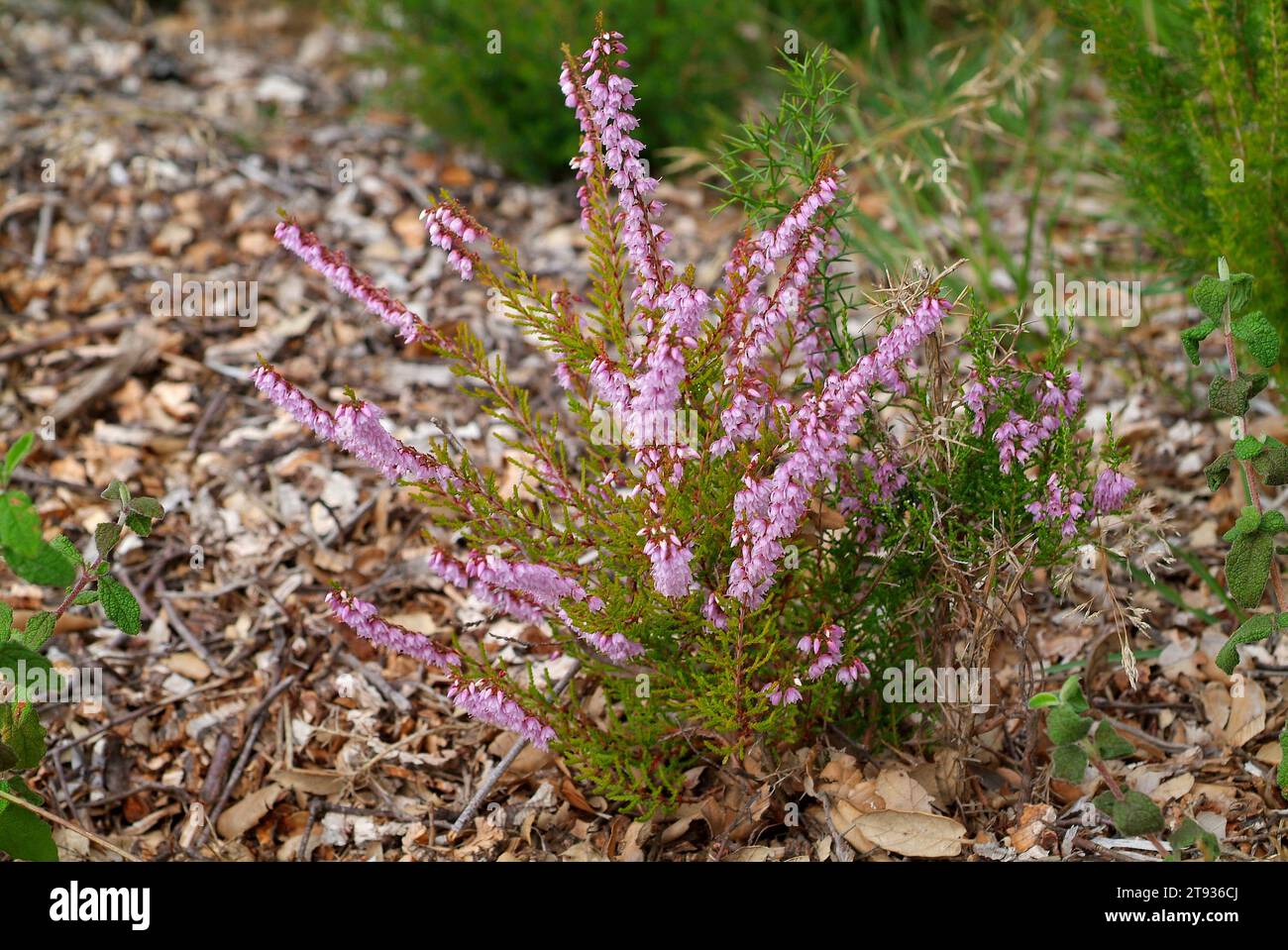 Common heather or ling (Calluna vulgaris) is a small shrub native to ...