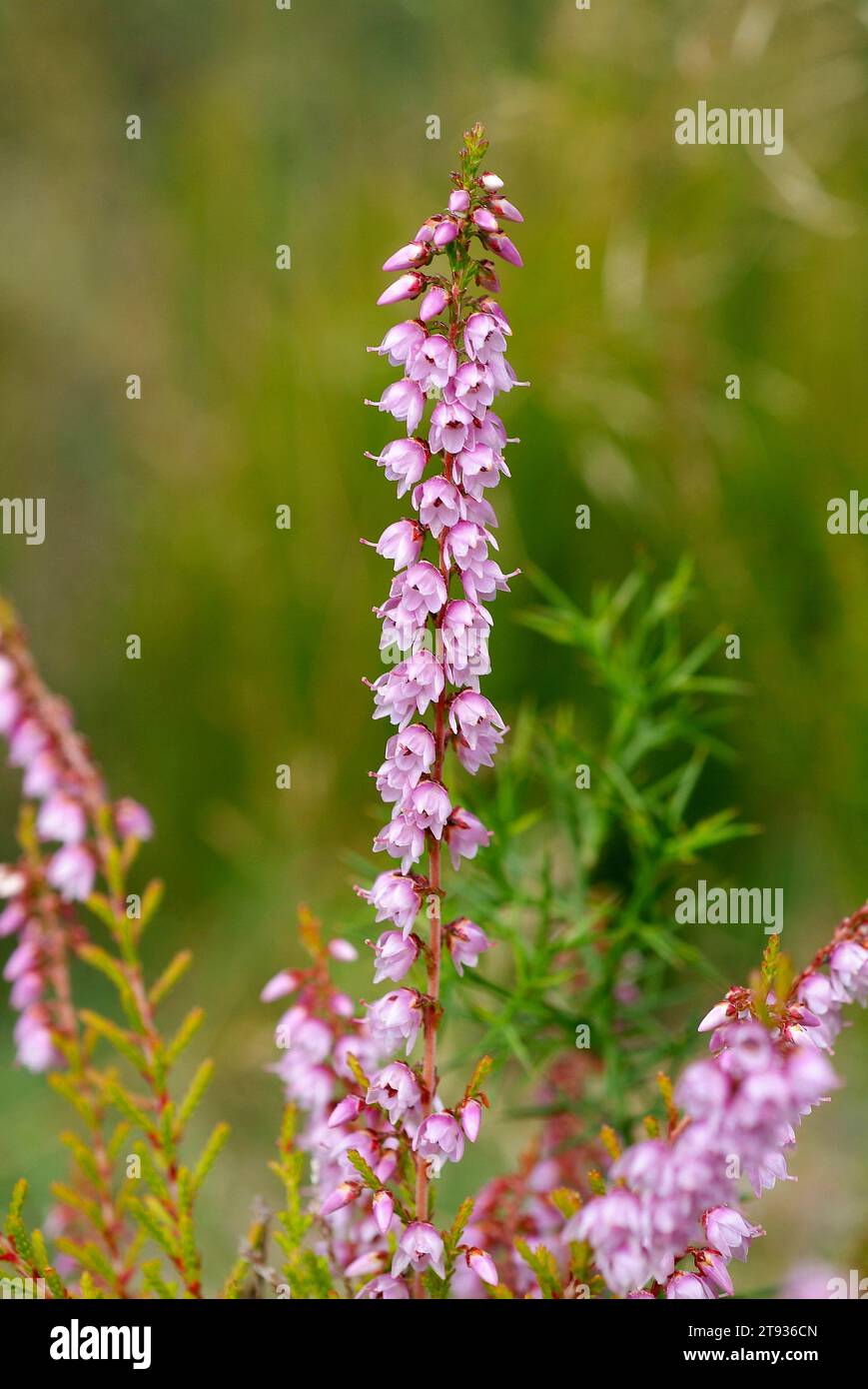 Common heather or ling (Calluna vulgaris) is a small shrub native to ...