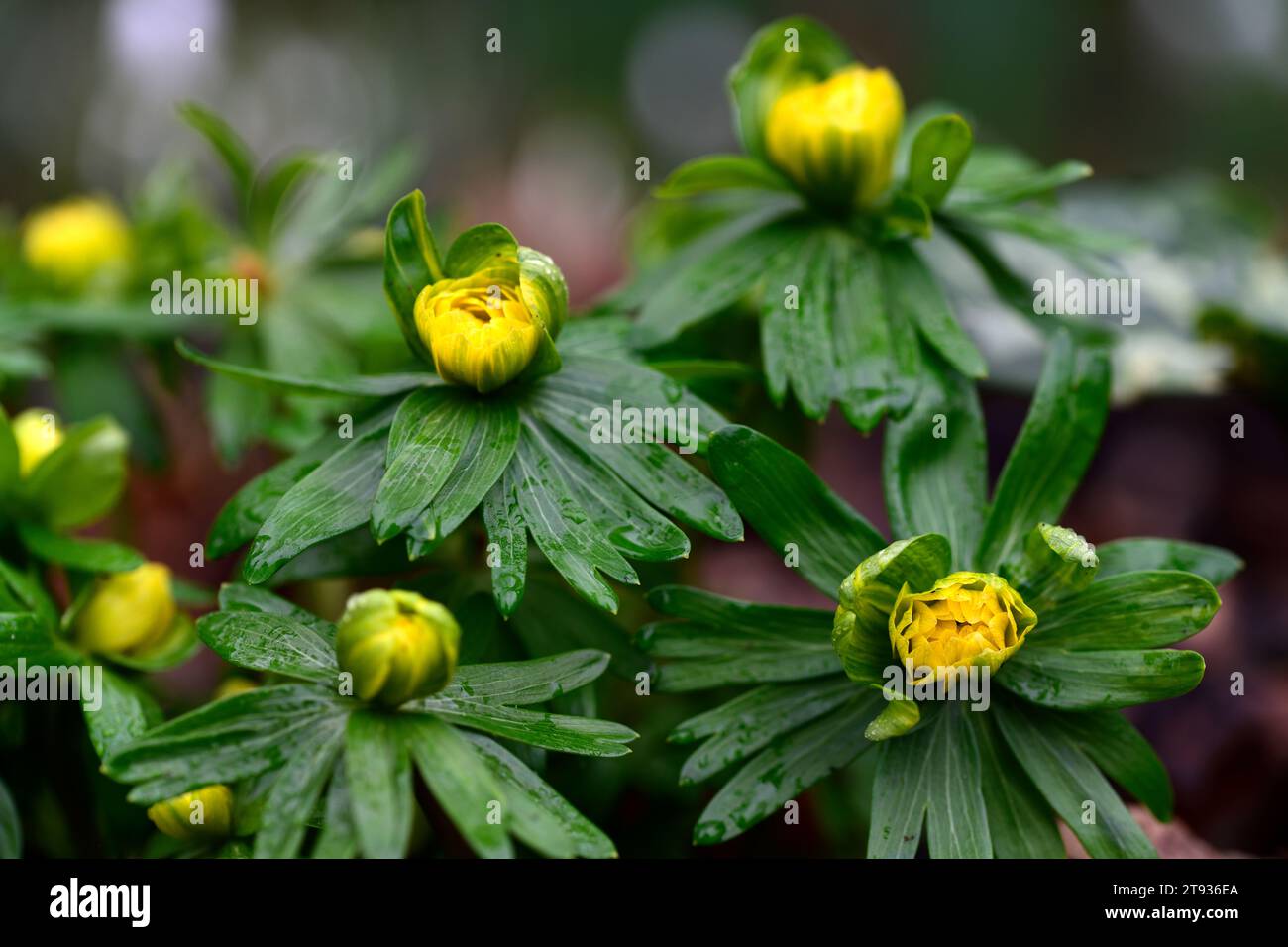 Eranthis hyemalis Gruenling,golden yellow flowers,golden yellow winter ...