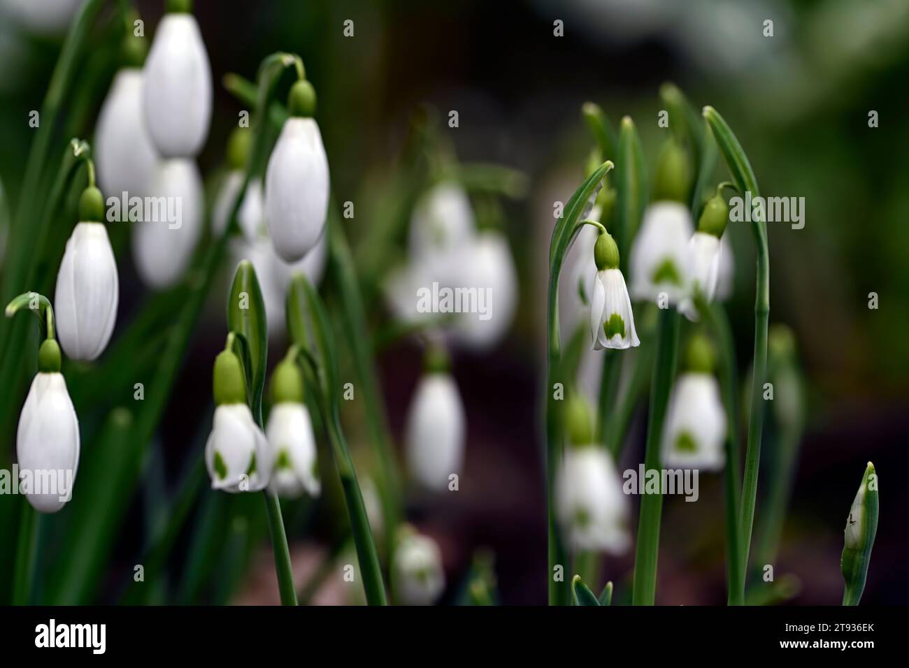 Galanthus plicatus trym type hybrid hi-res stock photography and images ...