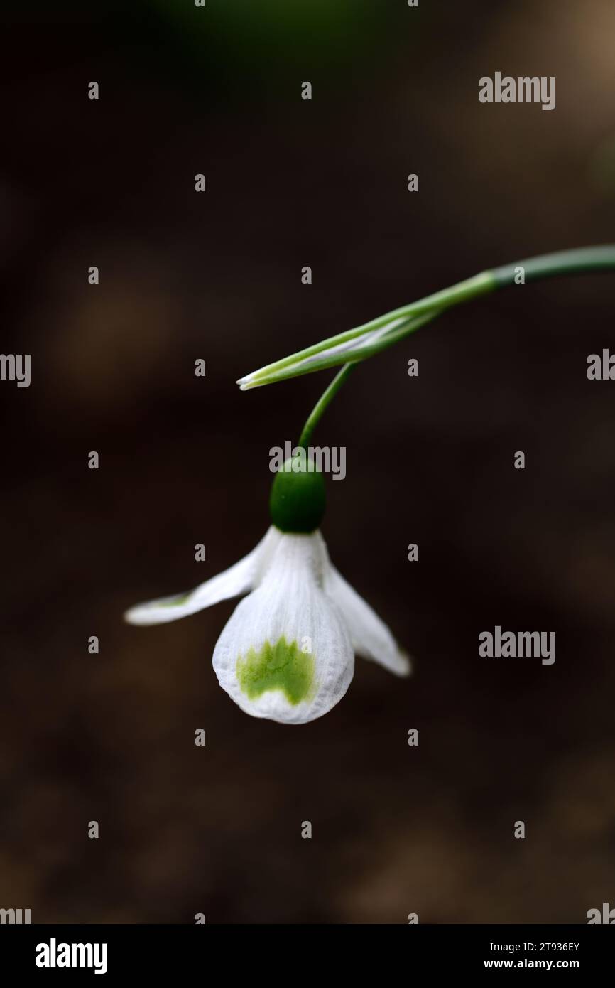 Galanthus plicatus trym type hybrid hi-res stock photography and images ...