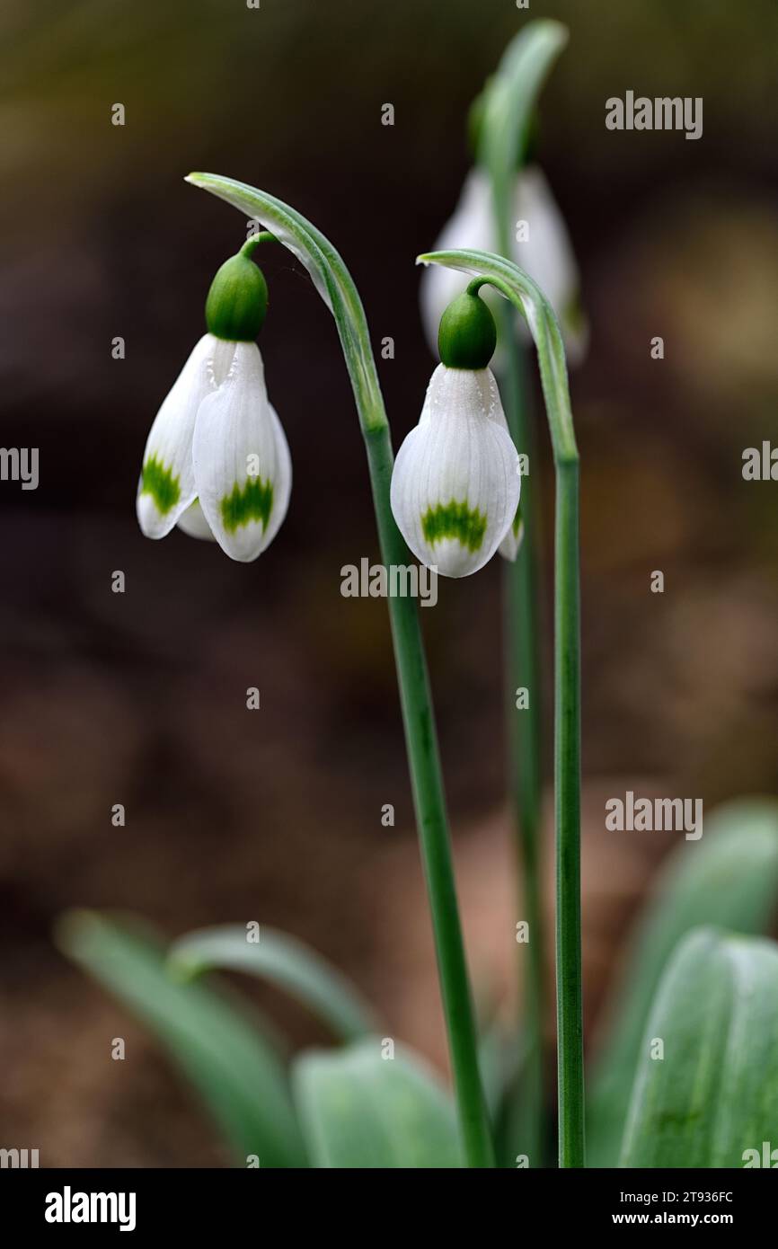 Galanthus plicatus trym type hybrid hi-res stock photography and images ...