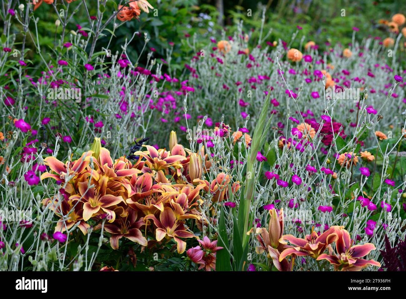 Lilum kaveri hi-res stock photography and images - Alamy