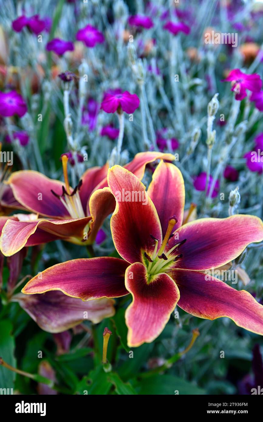 Lilum kaveri hi-res stock photography and images - Alamy