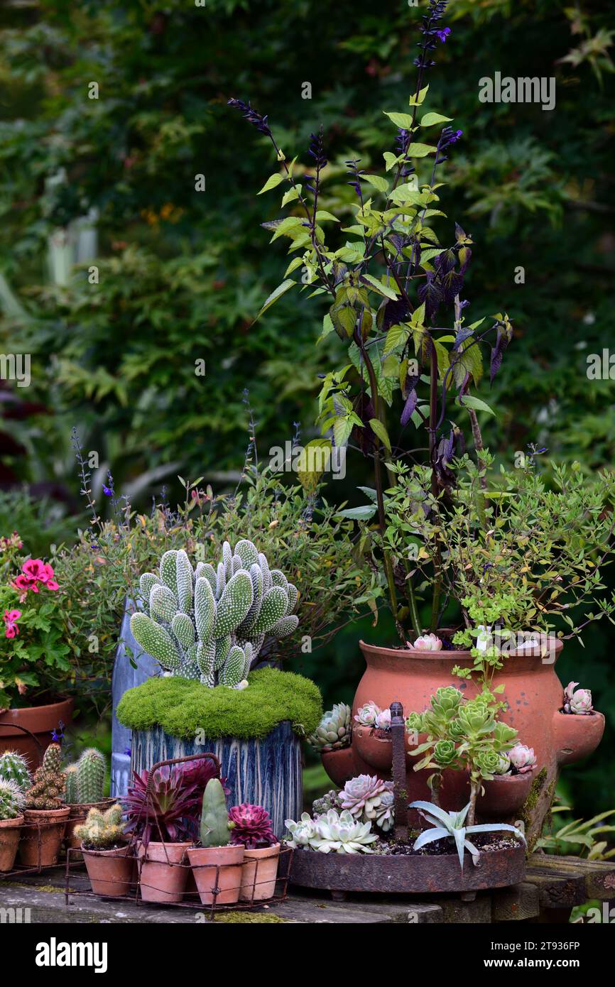 Succulents in pots hi-res stock photography and images - Alamy