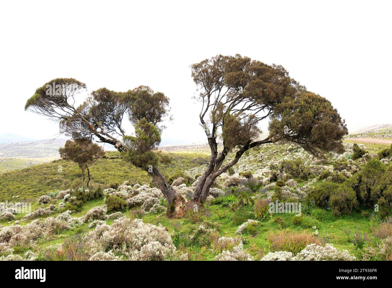 Giant heather (Erica arborea) is a shrub or small tree native to ...