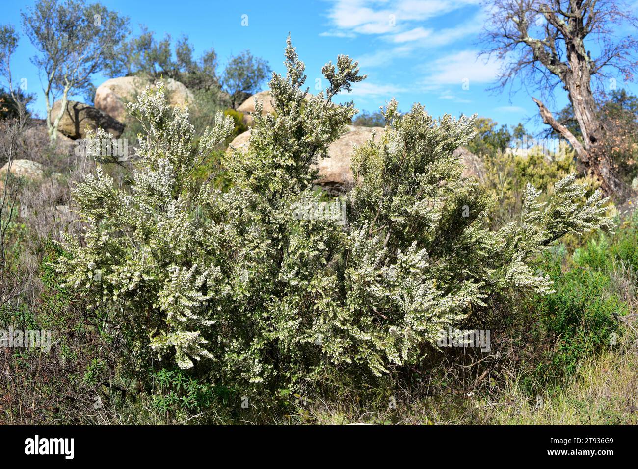 Brezo blanco hi-res stock photography and images - Alamy