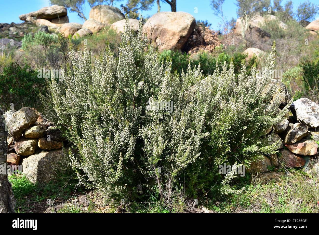 Tree heath (Erica arborea) is a shrub or small tree native to ...