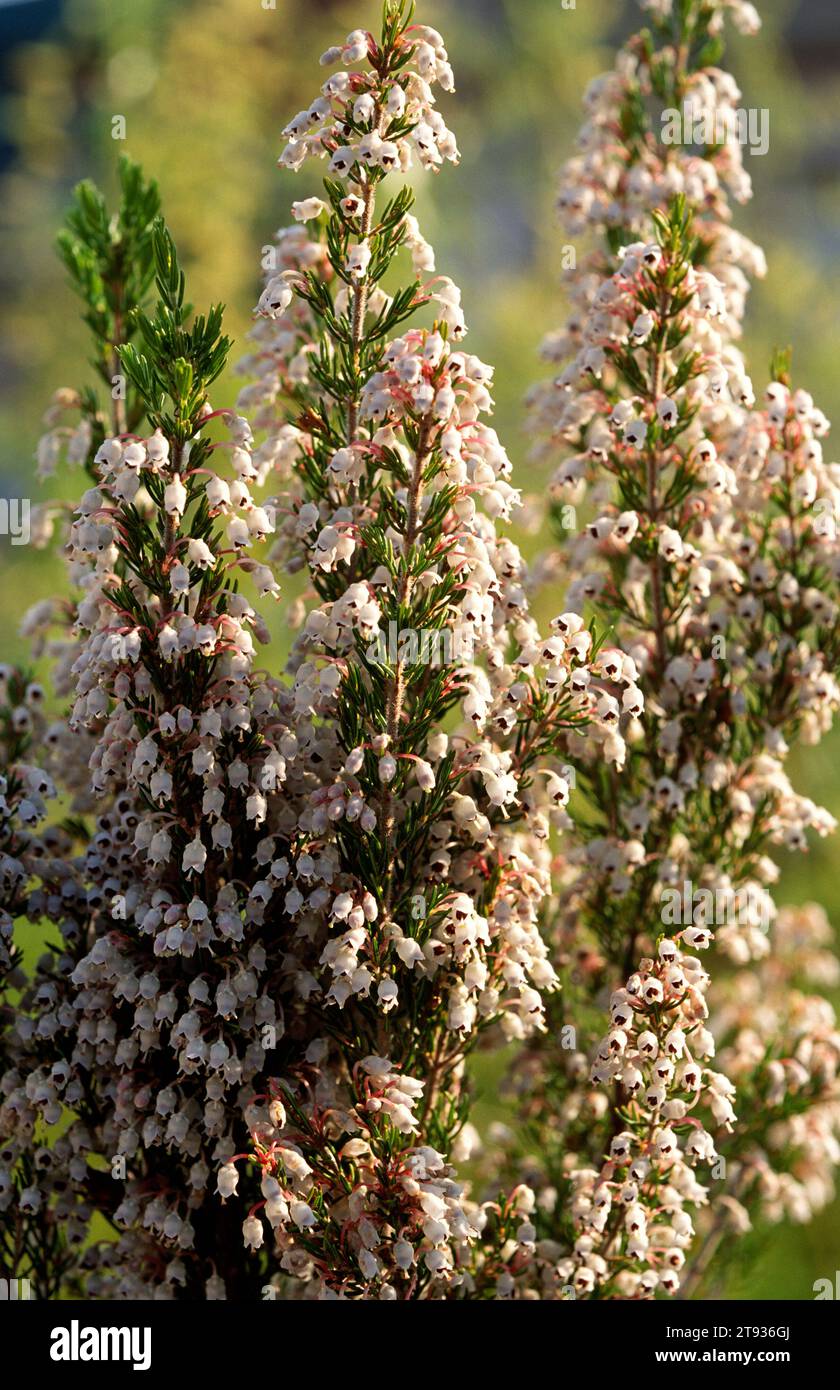 Erica aborea hi-res stock photography and images - Alamy