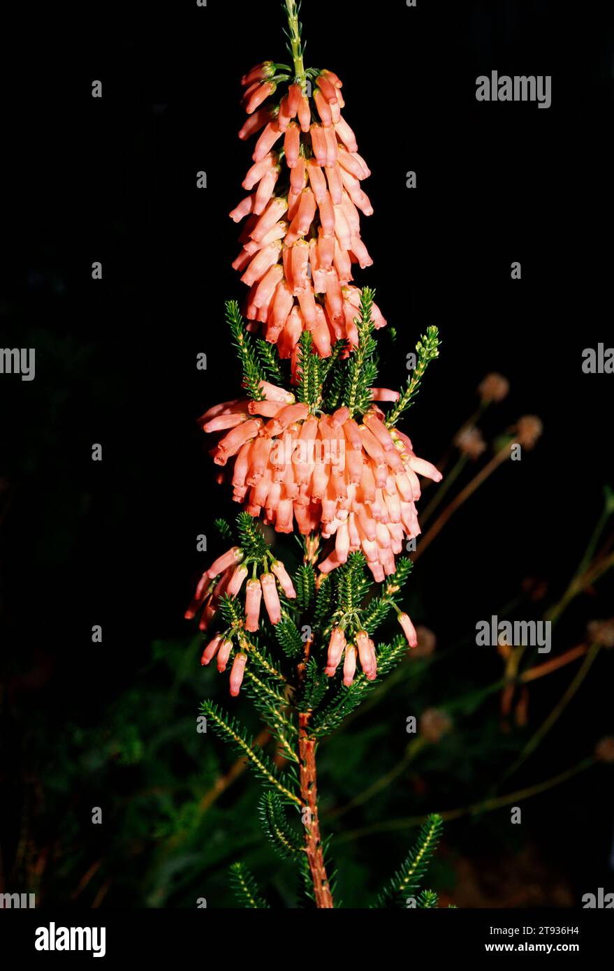 Nine-pin heath (Erica mammosa) is a shrub endemic to western Cape ...