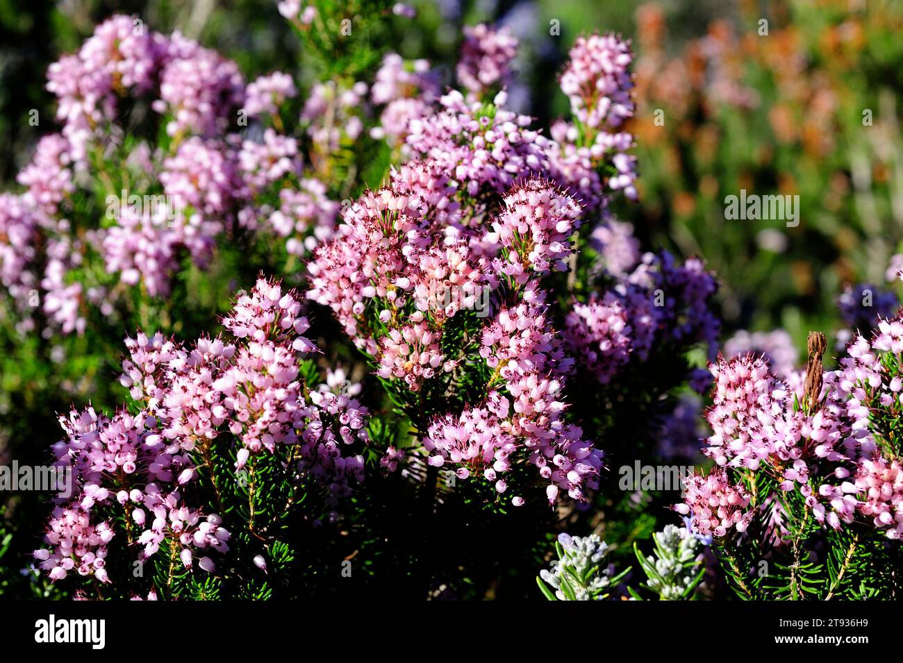 Brezo de invierno (Erica multiflora) is a shrub native to Mediterranean ...