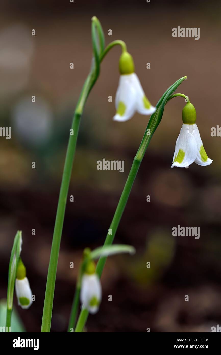 Golden fleece snowdrop hi-res stock photography and images - Alamy