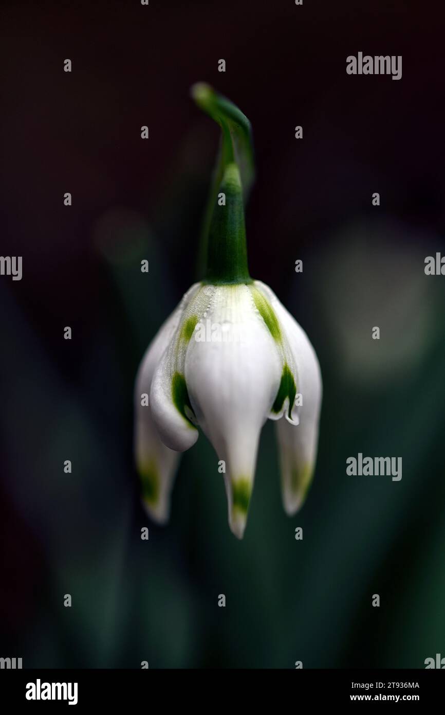Galanthus franz joseph hi-res stock photography and images - Alamy