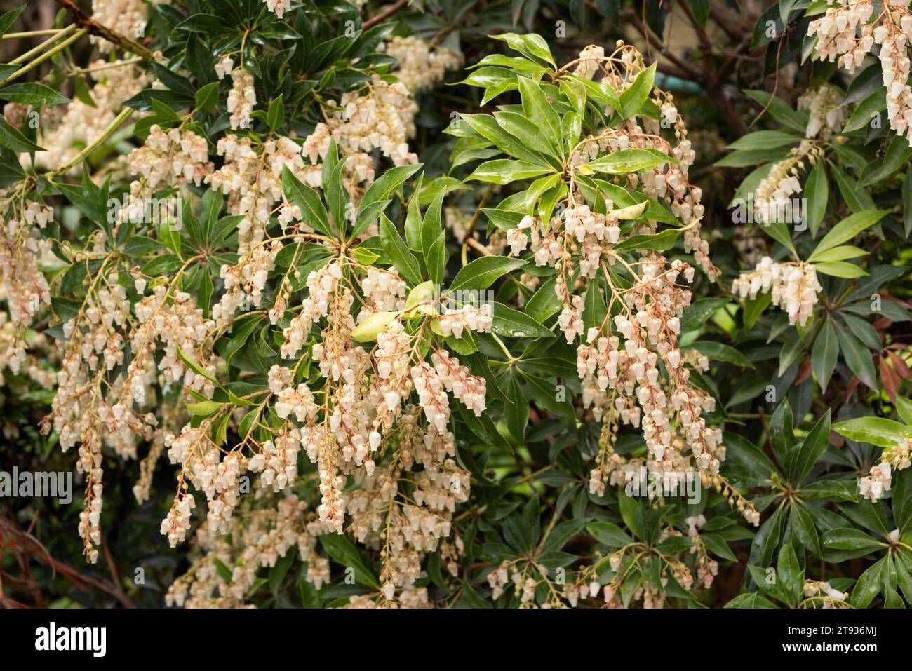 Japanese andromeda (Pieris japonica) is a poisonous shrub or small tree ...