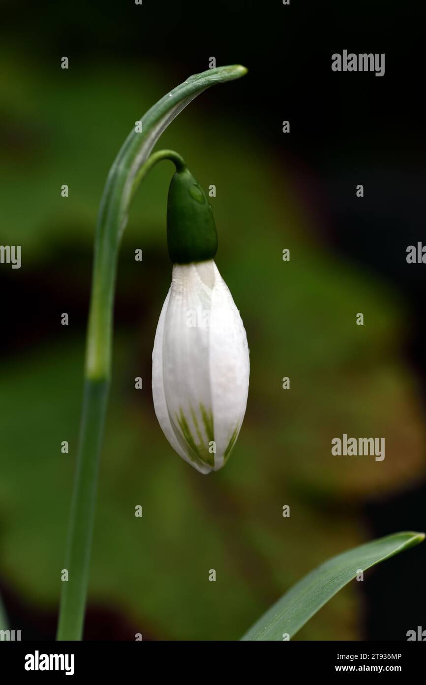 Galanthus streets ahead hi-res stock photography and images - Alamy