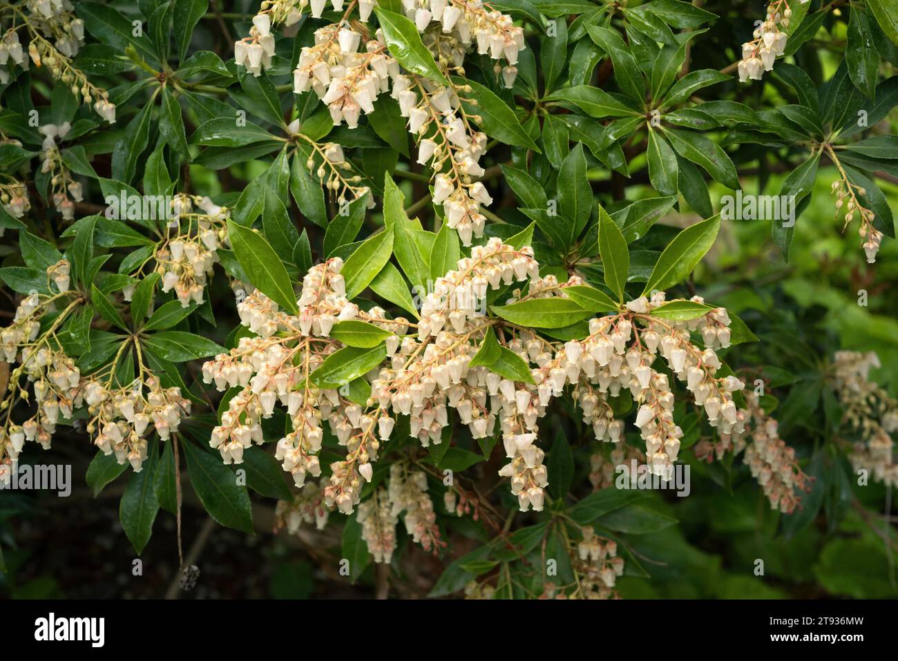 Japanese andromeda (Pieris japonica) is a poisonous shrub or small tree ...
