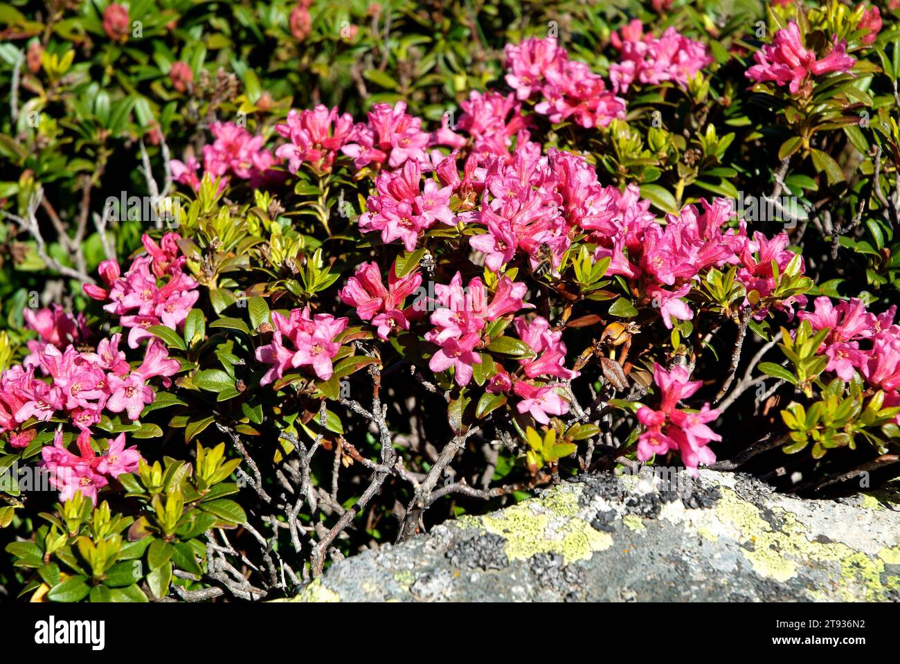 Alpenrose (Rhododendron ferrugineum) is a evergreen shrub native to ...