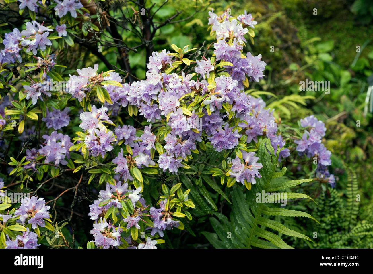 Rhododendron hippophaeoides is an ornamental shrub native to China ...