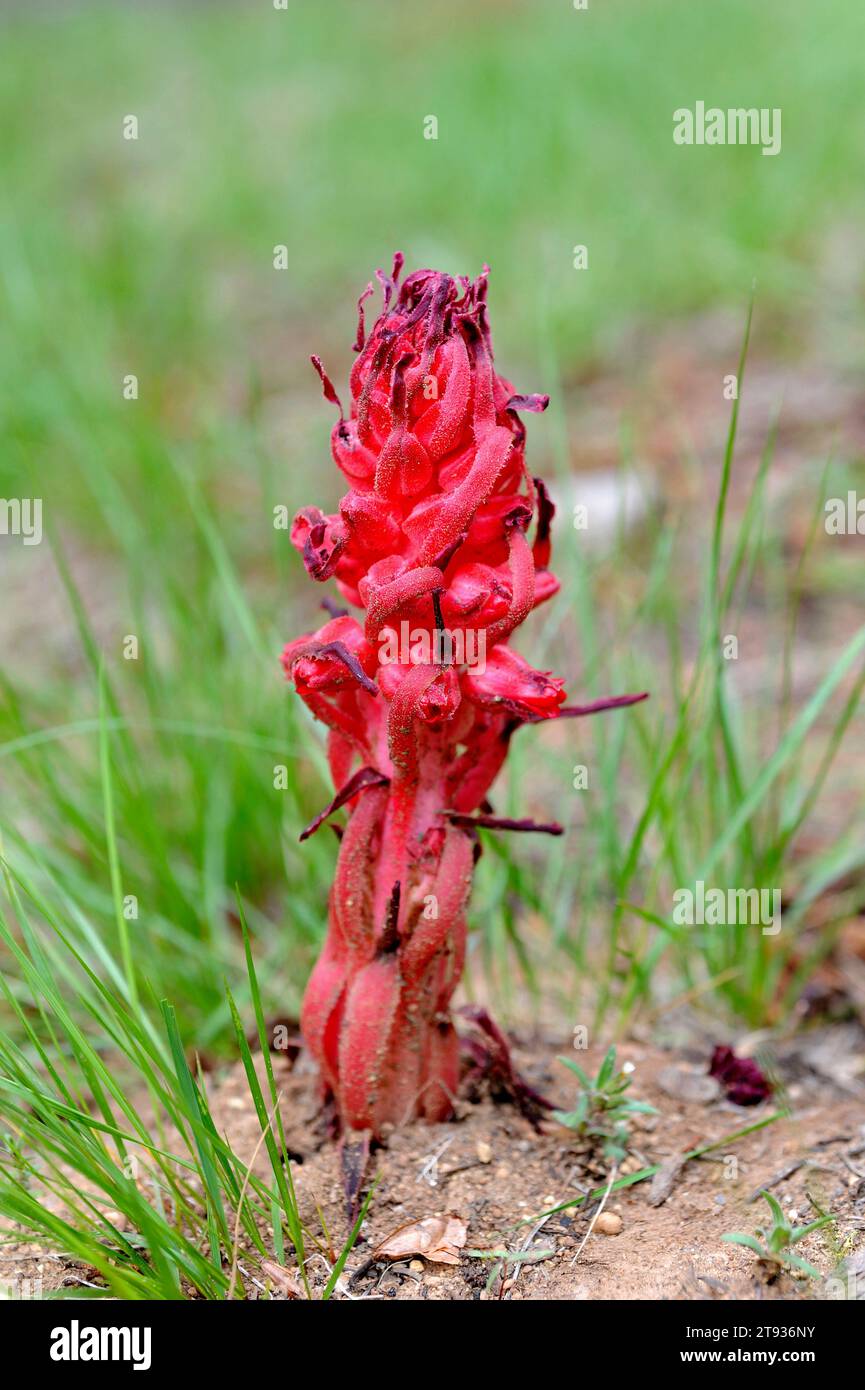 Snow flower or snow plant (Sarcodes sanguinea) is a mycorrhizal ...