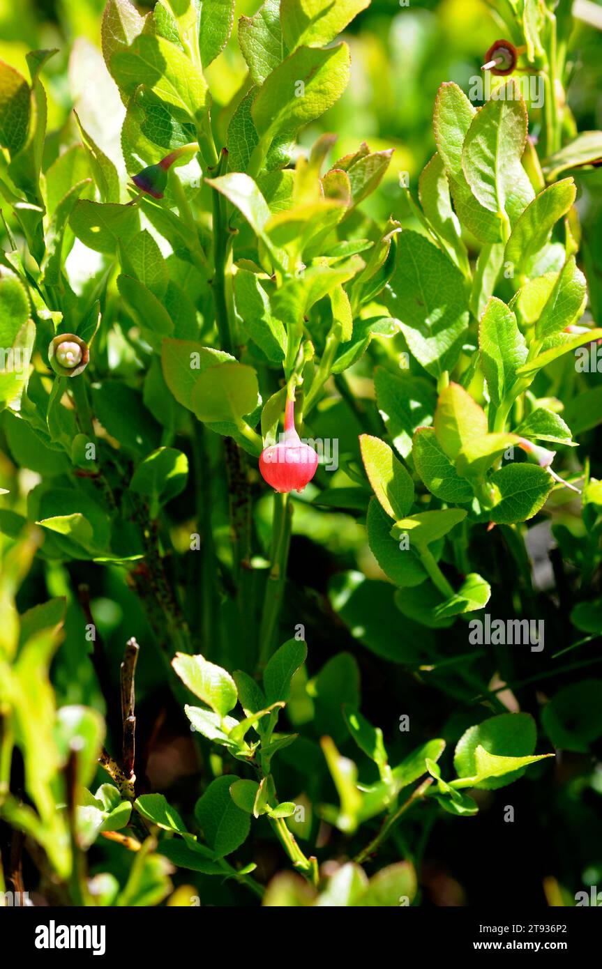 Common bilberry or blue whortleberry (Vaccinium myrtillus) is an edible ...