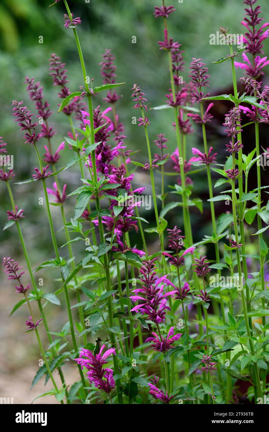 agastache mexicana sangria,Mexican Giant Hyssop,agastache in border ...