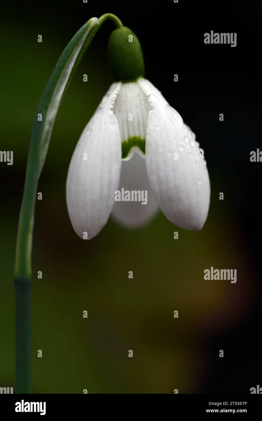 Galanthus william thompson hi-res stock photography and images - Alamy